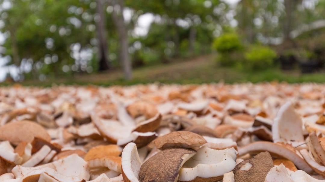Copra prices soar to Rs 12,000 per quintal: Kerala's coconut market ...