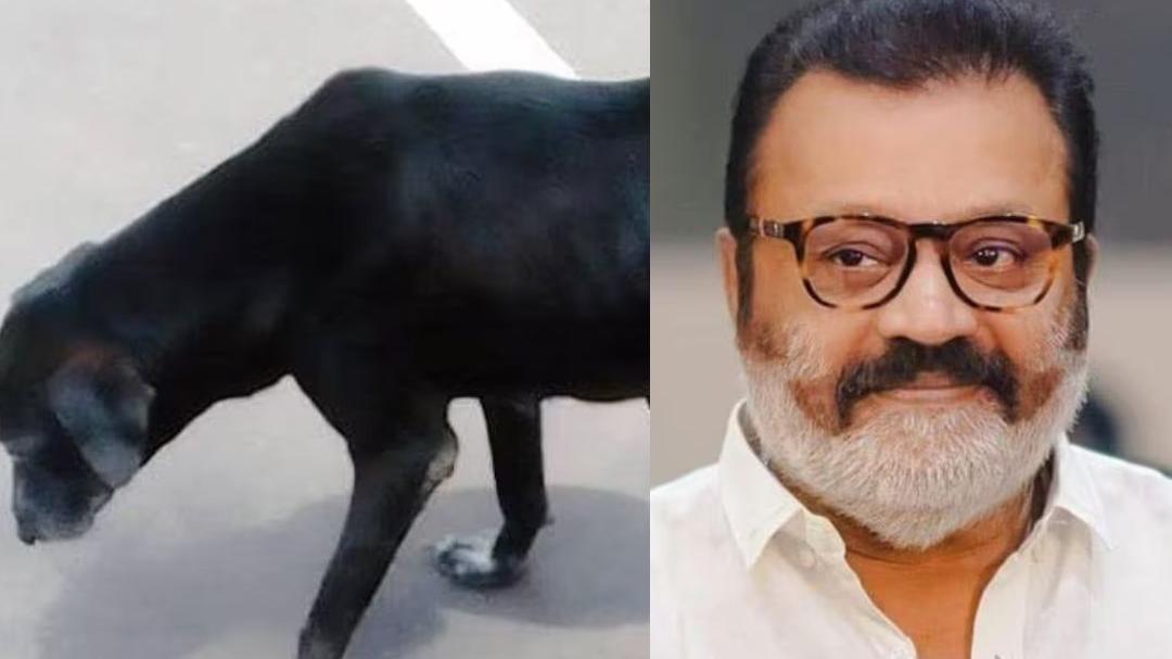 Stray dog with tumour receives help from Suresh Gopi | Mathrubhumi English