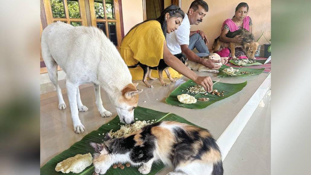 Rice, Pappad and 'Pedigree' stir-fry: Dogs in Kottayam celebrate Onam ...