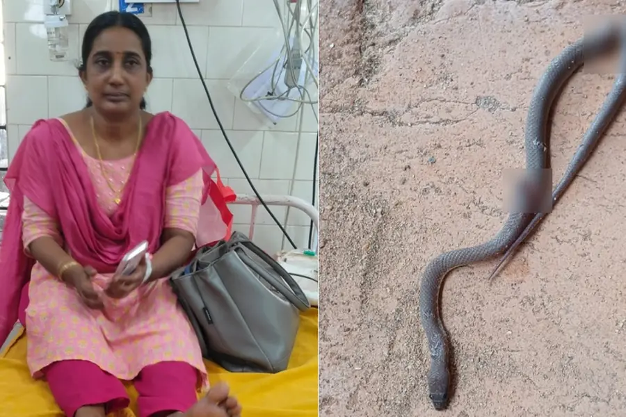 Kerala school teacher bitten by snake inside classroom, admitted to ...