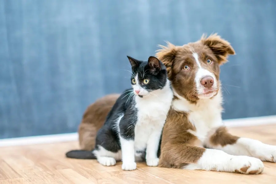 Kerala’s first ultra-modern pet crematorium set to open