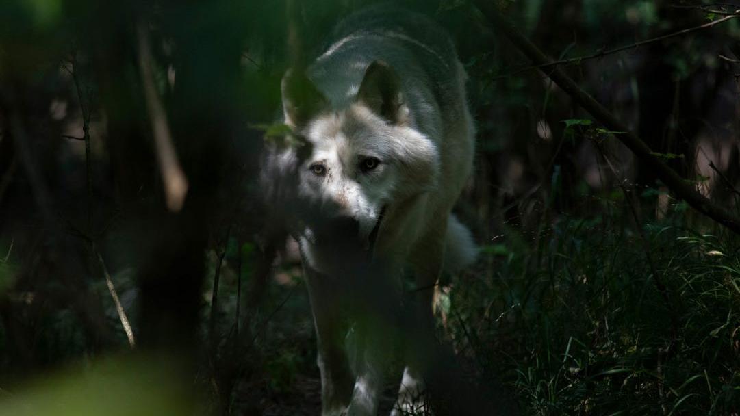 Killer wolves evade forest officials despite drone searches and night vigils in Bahraich