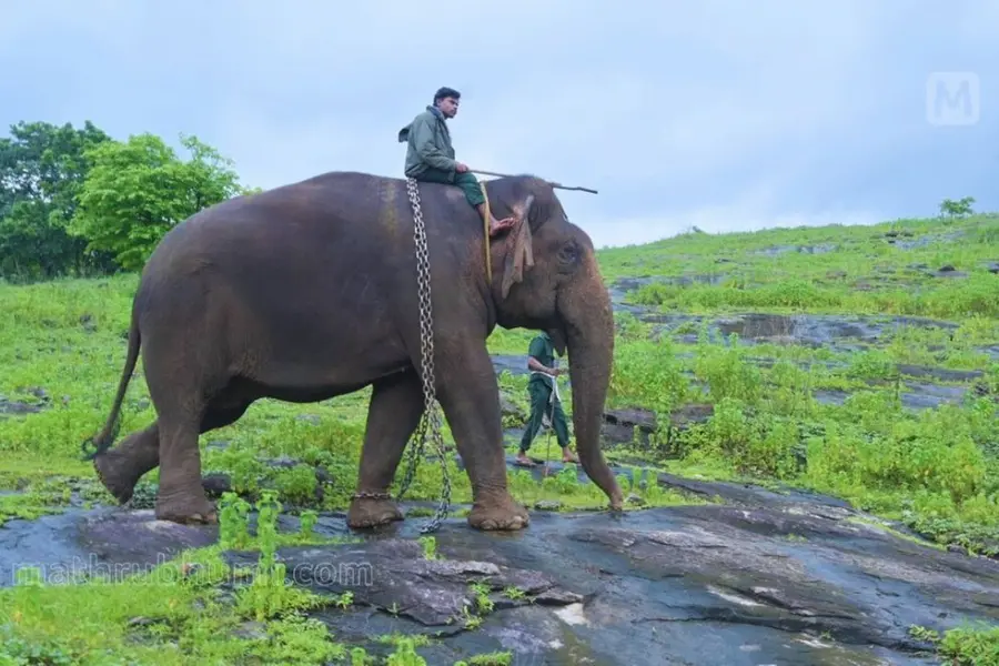 Eco-friendly elephant rehabilitation center to be established in Konni ...