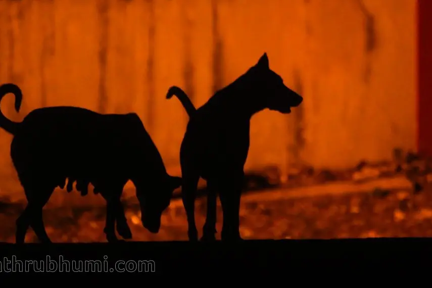 തെരുവുനായക്ക് അഭയം നല്‍കി; പെറ്റുപെരുകിയതോടെ പുറത്തിറങ്ങാനാവാതെ വീട്ടുടമ