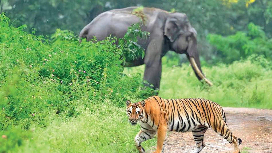 Shutterbug’s delight: Wildlife photographer captures rare tiger and tusker moment