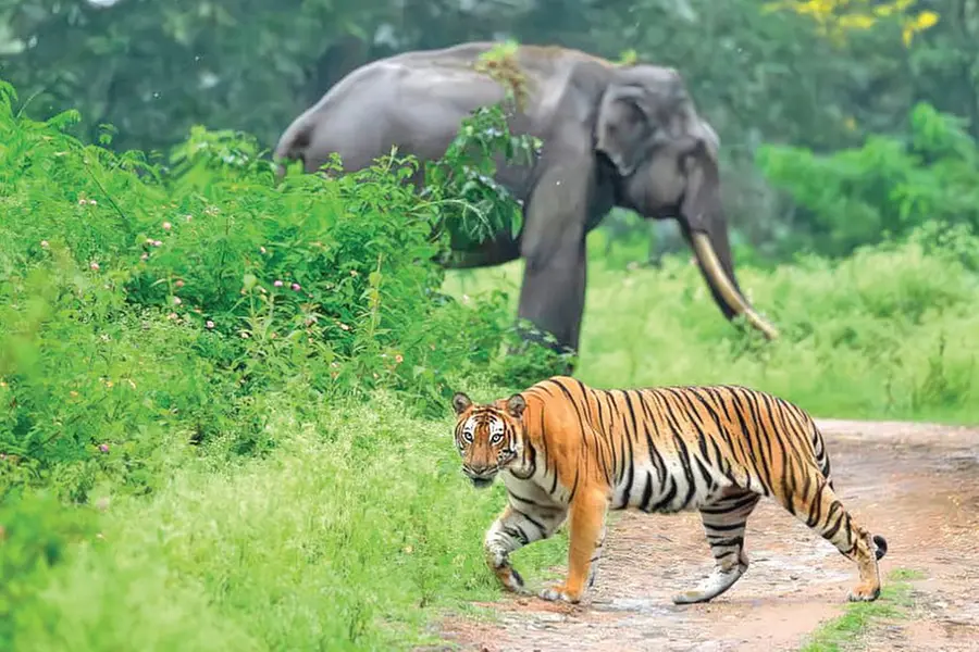 Shutterbug’s delight: Wildlife photographer captures rare tiger and tusker moment