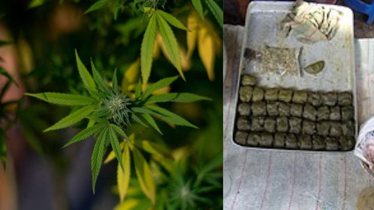 Odisha govt officially declares 'Bhang' as an intoxicant