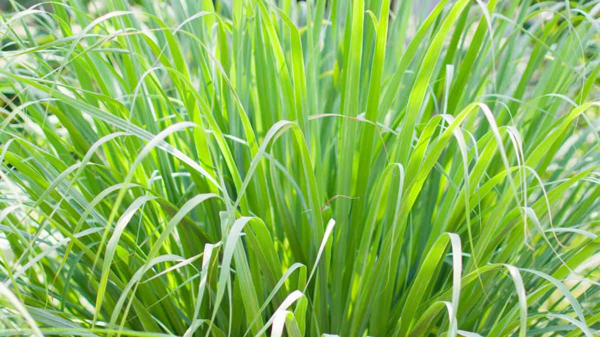 CMFRI set to revive lemon grass cultivation with innovative solutions