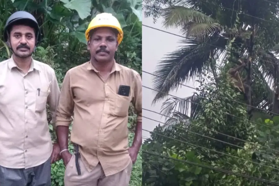 KSEB employees save life of tree trimmer electrocuted in Thrissur