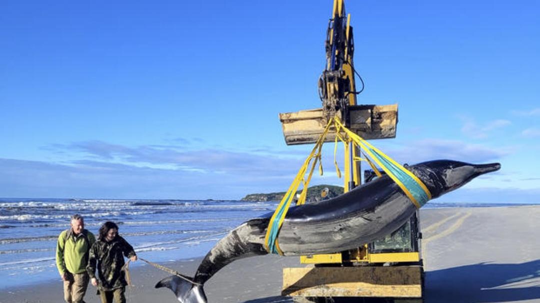 Potential discovery of world's rarest spade toothed whale on NZ beach ...