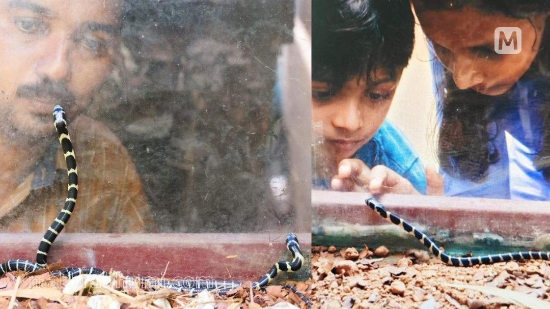 A ‘home birth’ for 16 King cobra snakelets in Kerala’s Kannur