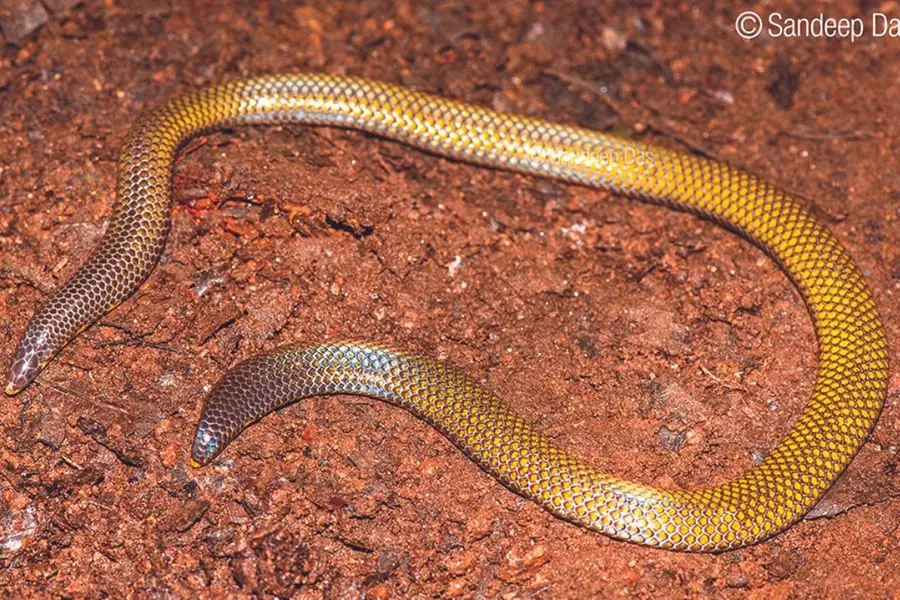 New snake species discovered in Western Ghats