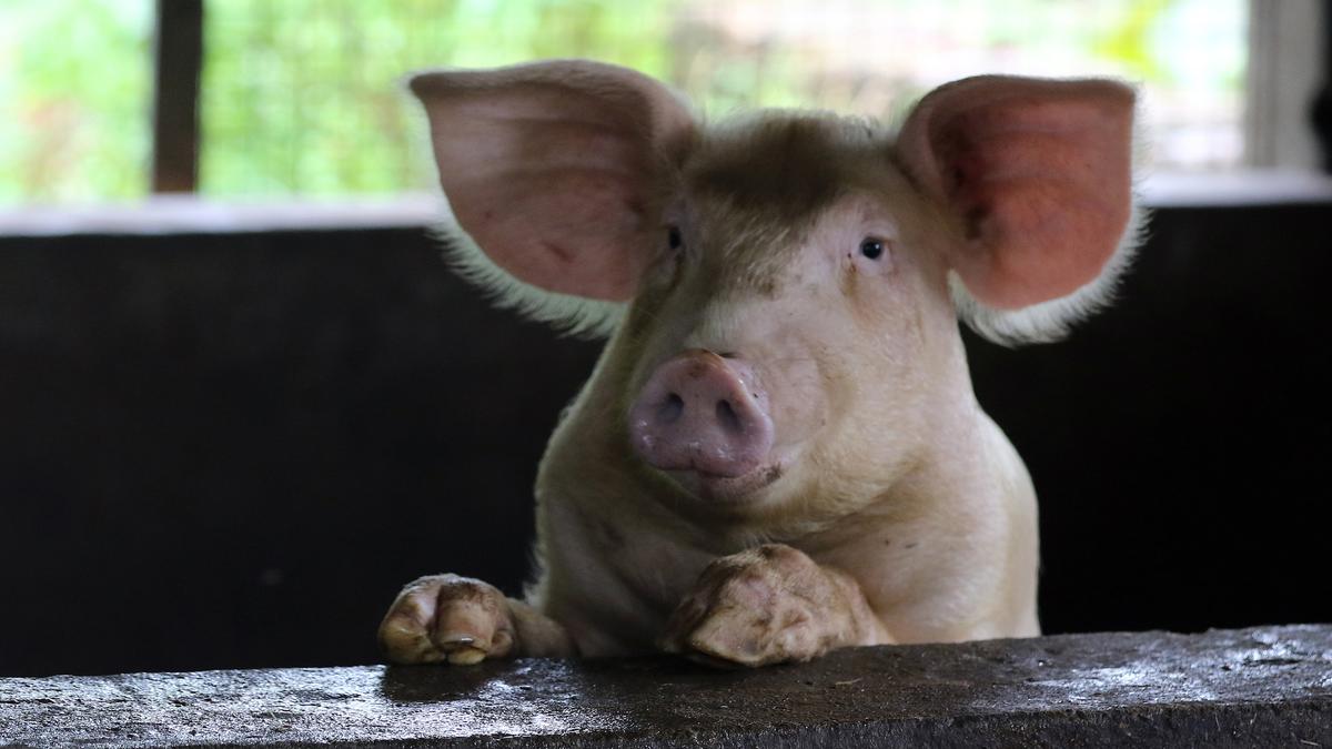 African Swine Fever: Culling of pigs underway in Kerala's Kannur