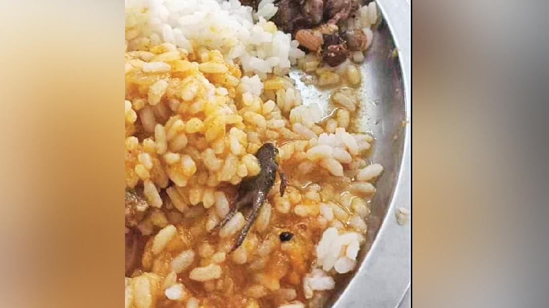 Dead frog found in 'Sambar' served at Milma canteen in Kerala