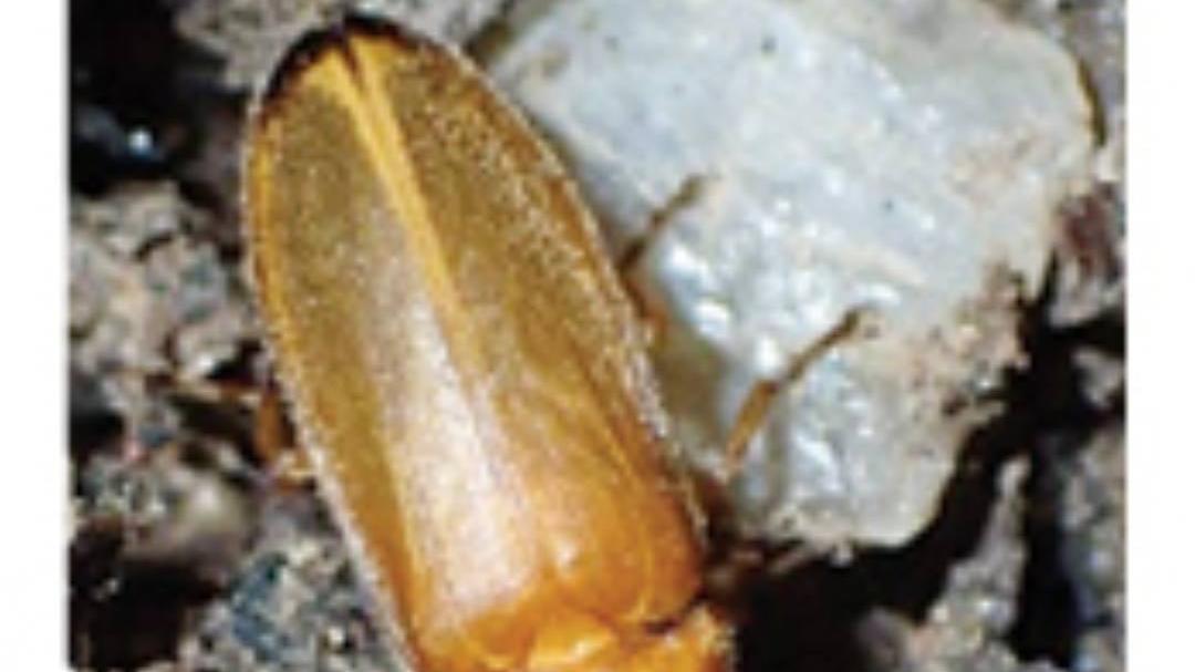 Scientific study links disappearance of fireflies to artificial light