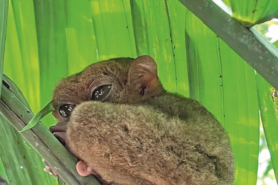 Malayali Doctor captures rare Philippine tarsier on camera ...