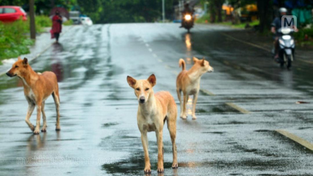 Stray dog menace: Kerala to adopt Goa's model for controlling rabies ...