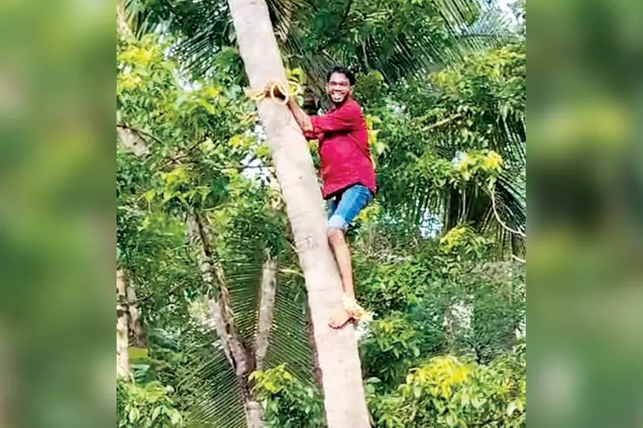 Video | Kerala teacher goes extra mile, scales coconut tree for student ...