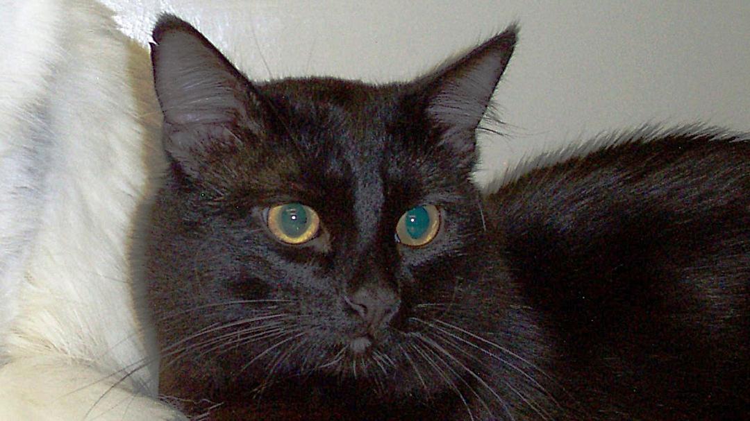Black cat bites Alappuzha man, sinks teeth on his leg, rescued later by ...