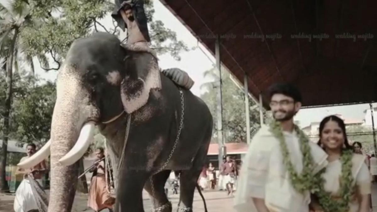 Visuals of elephant running amok in Guruvayur captured during wedding ...