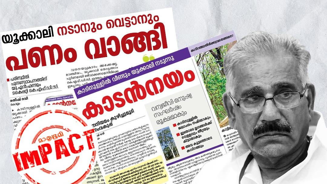 Order to plant Eucalyptus trees in forests frozen, minister seeks ...