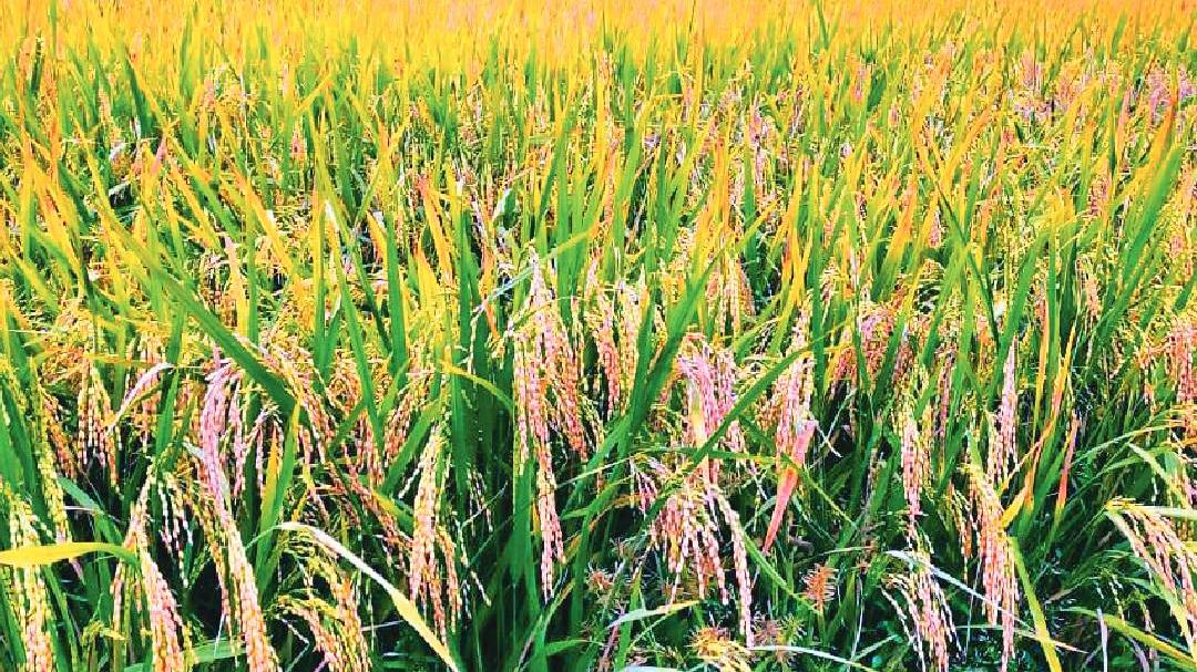 Kerala sees a decline in paddy production