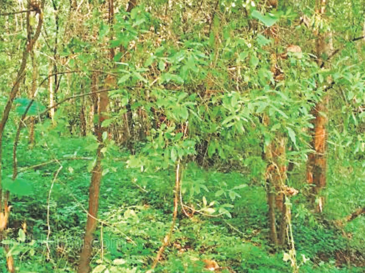 Sandalwood Tree Forest