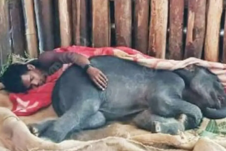 ‘Mahout Mothers’ at Muthumala elephant camp - A heart touching sight
