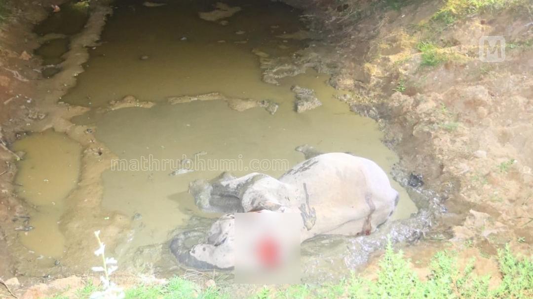 Elephant killed after being hit by train in Palakkad | Mathrubhumi English