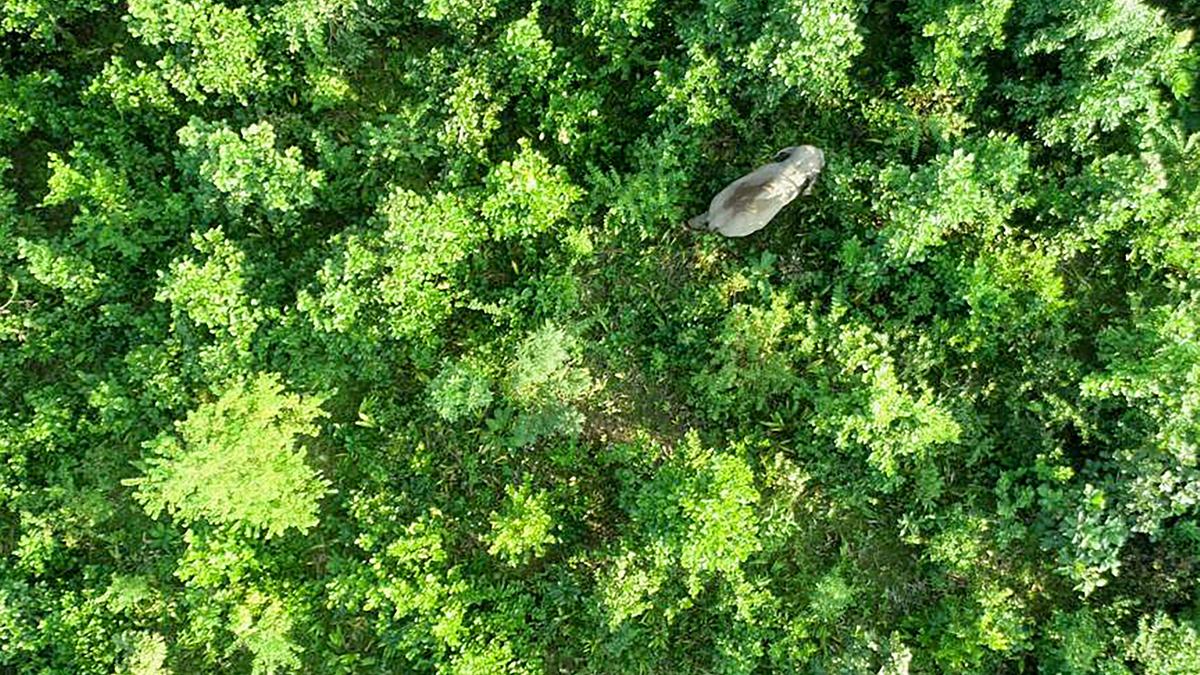 Buffer zone: Kerala approaches SC seeking relaxation for 23 protected areas