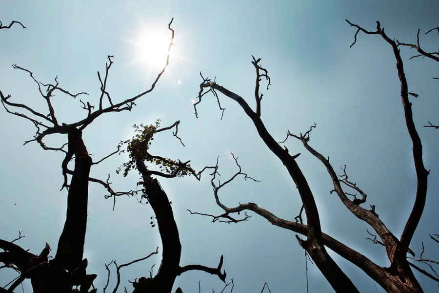 Last ten years: Hottest decade of the century | Mathrubhumi English