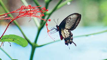 Absence of Malabar Rose butterfly a sign of forthcoming drought ...