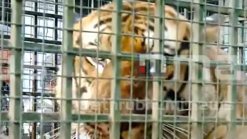 Tiger on prowl in Wayanad’s Cheeral captured after a month