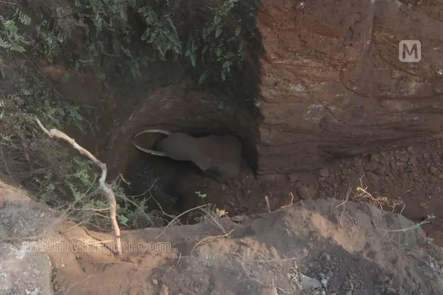Rescue efforts prove futile as wild elephant dies after falling into well
