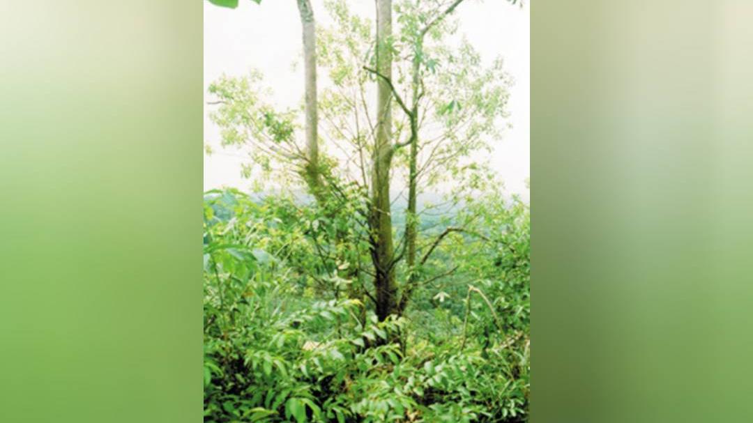 Huge demand for sandalwood at Forest Department's Walayar depot