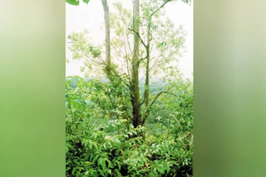 Huge demand for sandalwood at Forest Department's Walayar depot