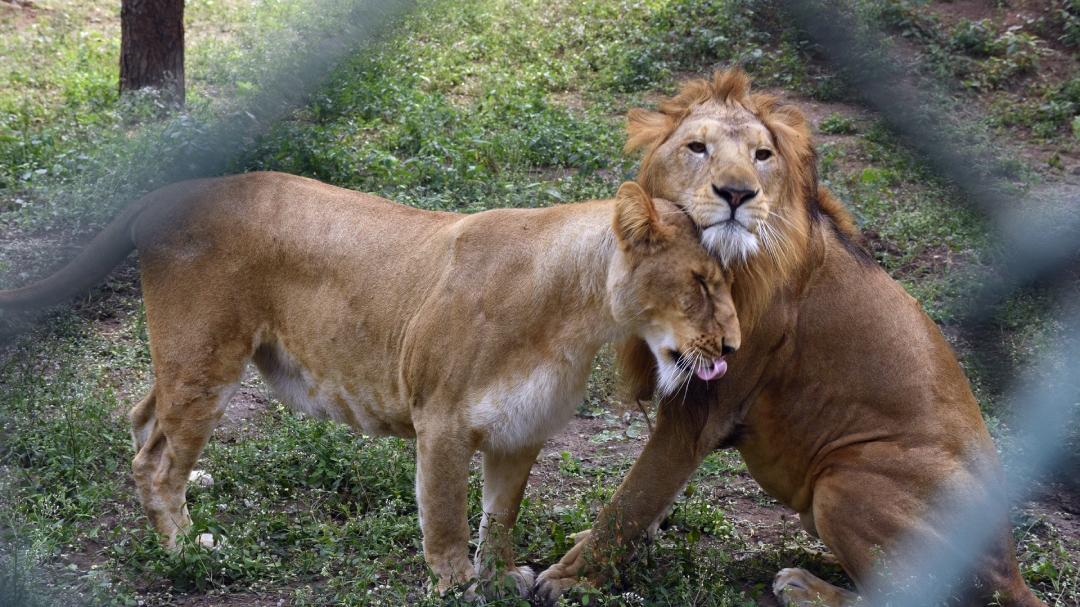 Row over 'interfaith' lion pair: West Bengal govt proposes new names ...