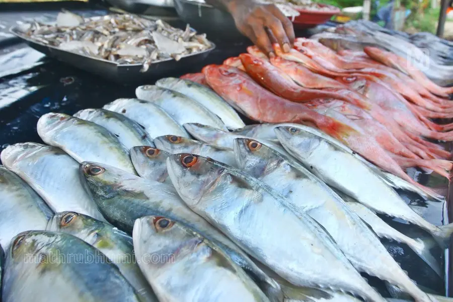 Fish at ₹1,000/kg! Chennai braces for 61-day fishing ban, prices hit ...