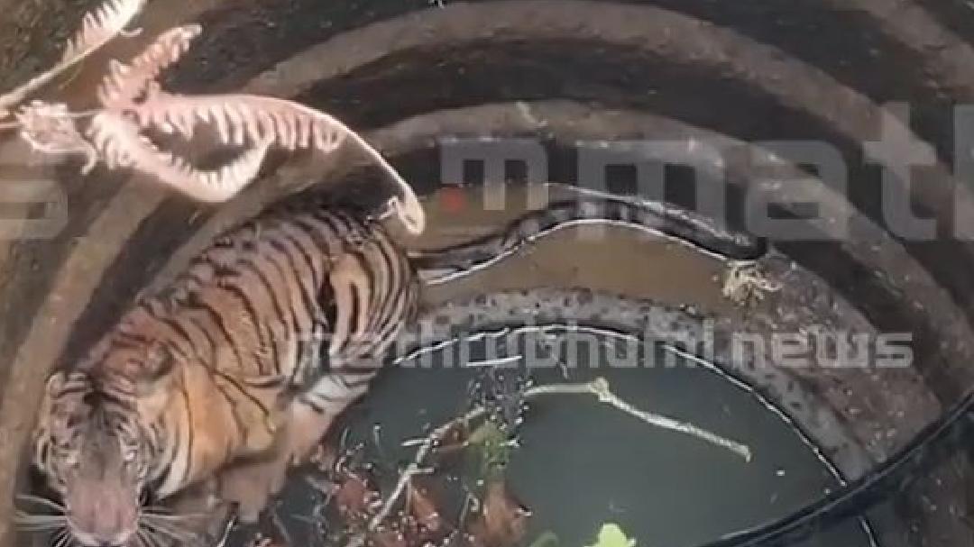Trapped tiger rescued from well in Wayanad