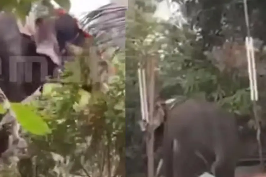 Elephant taken for temple festival runs amok in Arattupuzha