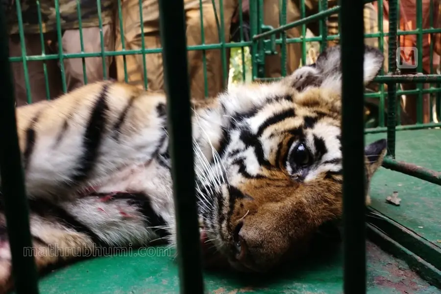Tiger captured in Kannur dies