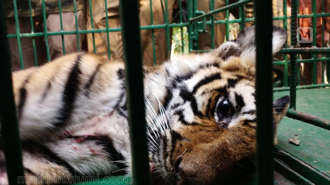 Tiger on prowl captured in Kannur's Kelakam | Mathrubhumi English