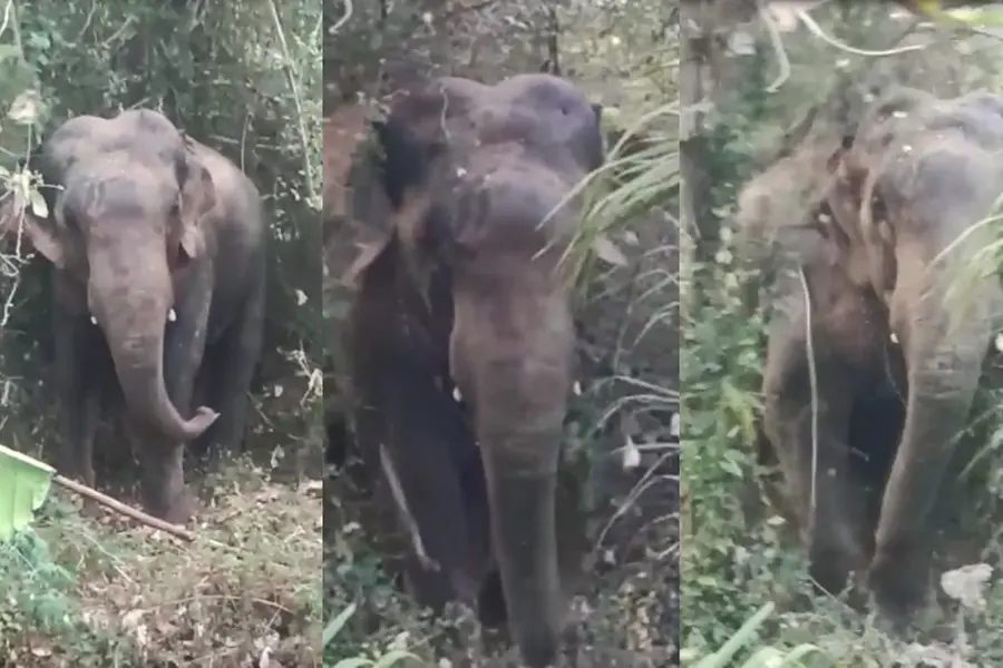 Elephant runs amok, spreading panic at Pattambi