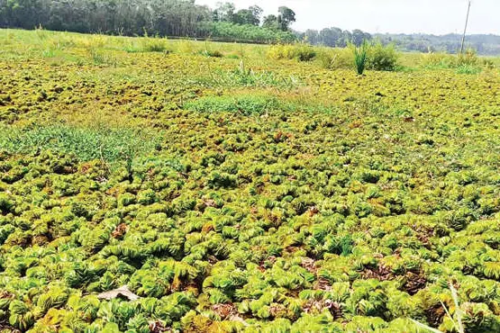 African Payal invades 50 acres of paddy fields in Kottayam; farmers ...
