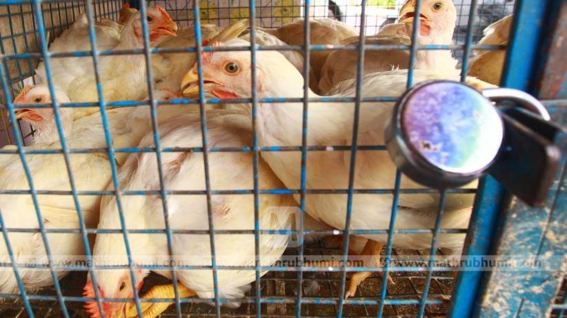 Take action to prevent transport of tsunami meat to Kerala from ...