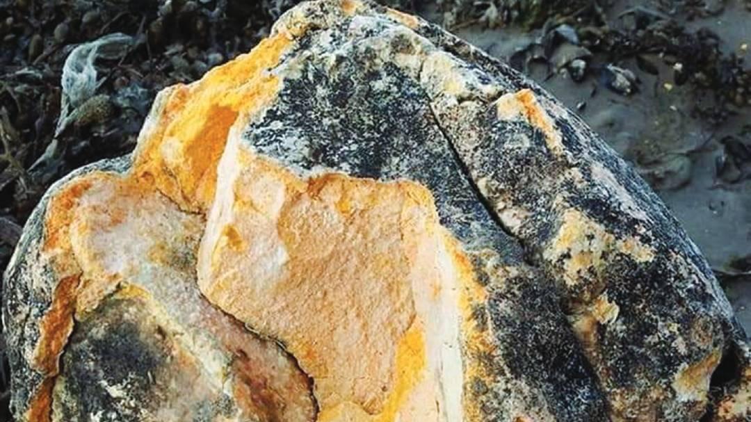 18.1 kg ambergris worth over Rs 30 cr seized from TN coast; 4 including ...