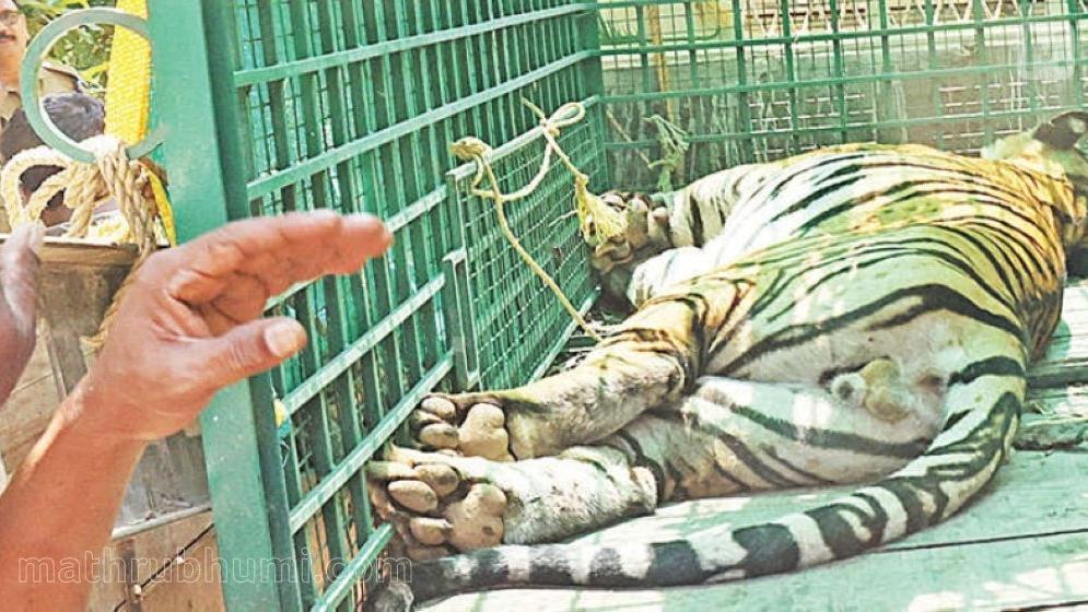 Necropsy report suggests tiger in Kottiyoor died of stress and muscle ...