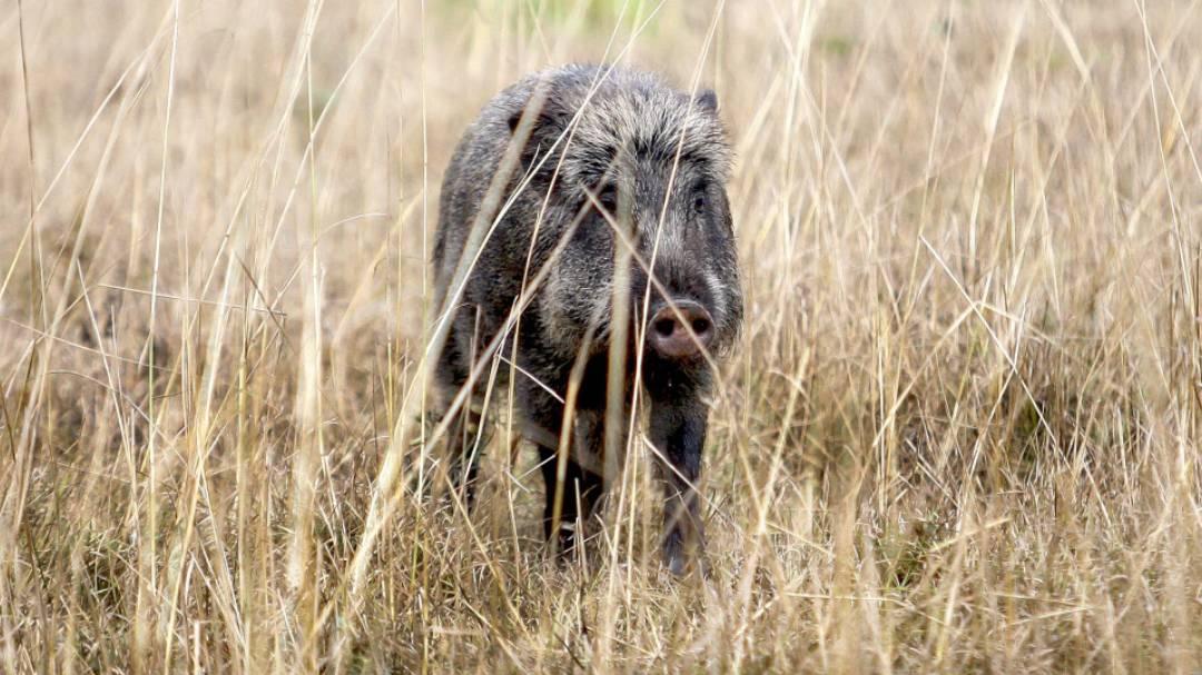 14-year-old on way to school in Kozhikode injured in wild boar attack ...