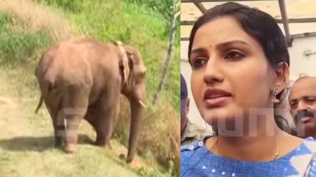 Mananthavady wild jumbo menace: Tranquilisation ordered, Kumki elephants deployed