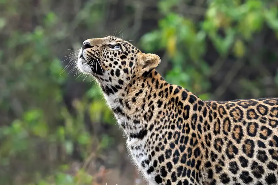 Leopard moods: Pensive and enthralling to wildlife photographers